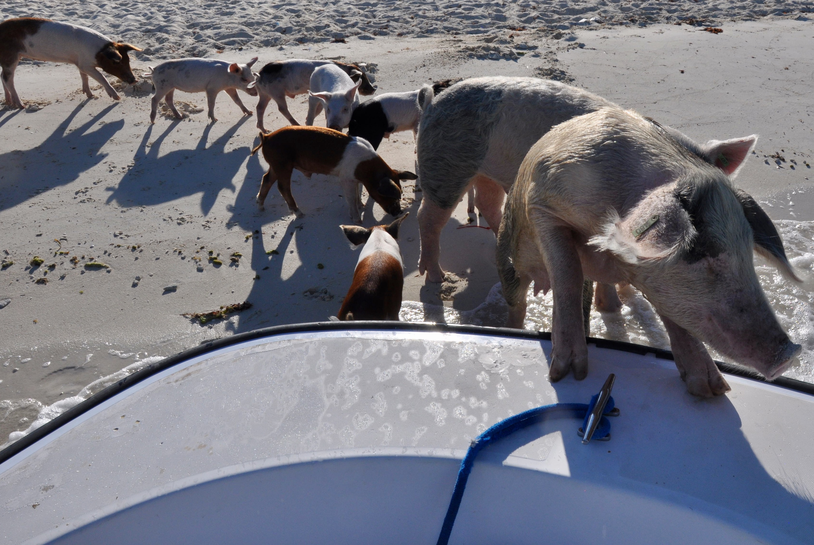 How to see the Bahamas’ famous swimming pigs | Julia's Travels